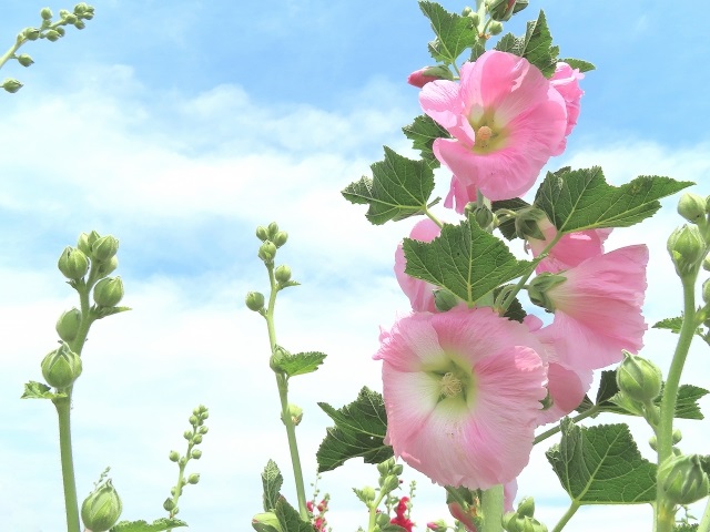 「葵」を名前に使うのは良くないって本当？名付けの疑問を解決します！ めりもの深掘りブログ