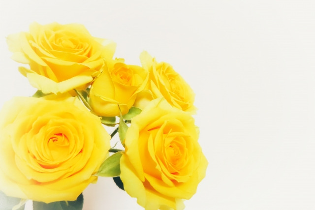 薔薇の花言葉は怖い？注意が必要な色や本数は？紫・ピンクの意味は？ めりもの深掘りブログ